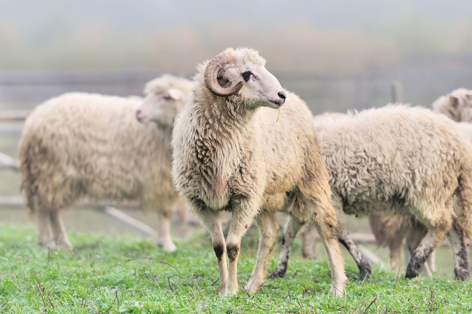 Mulesing-free wool | What is mulesing& | Explanation