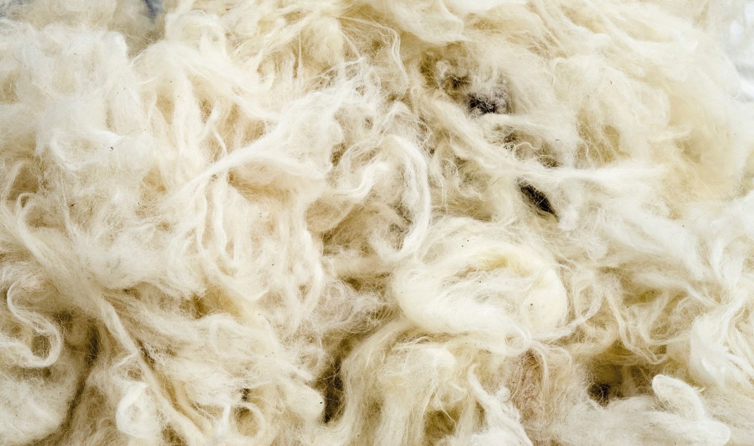 Mulesing-free wool | What is mulesing& | Explanation